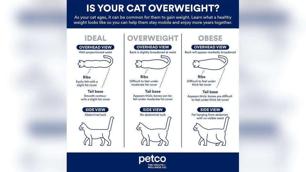 How To Help Cats Gain Weight: Effective Tips For Healthy Growth