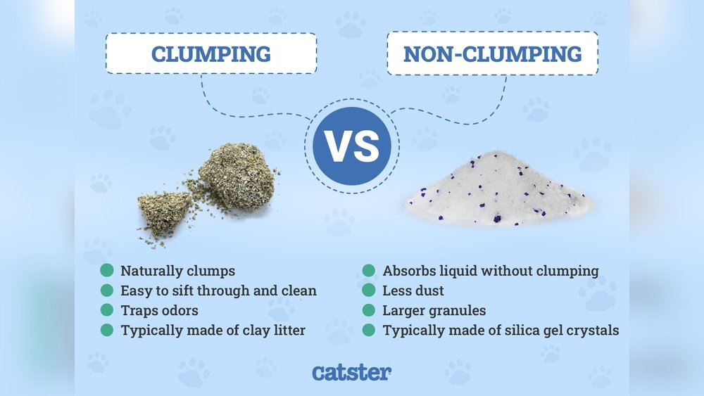 How To Use Non Clumping Cat Litter: Easy Tips For Cleaner Cats